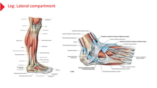 anatomy of the leg muscles | PDF