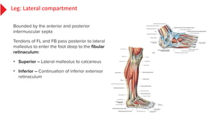 anatomy of the leg muscles | PDF