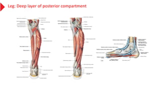 anatomy of the leg muscles | PDF