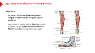 anatomy of the leg muscles | PDF