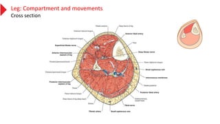 anatomy of the leg muscles | PDF