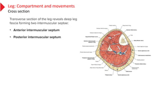 anatomy of the leg muscles | PDF