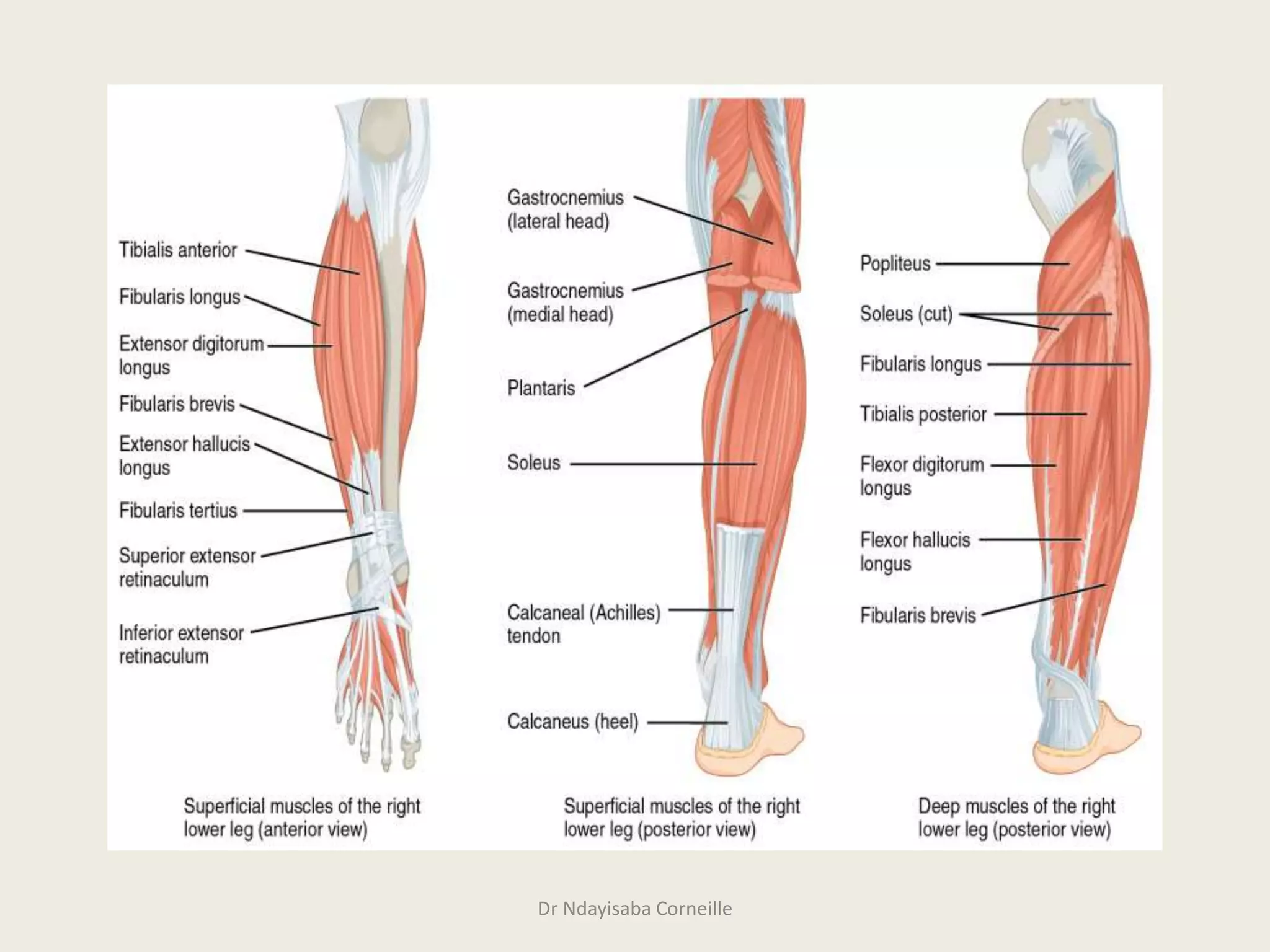 The Leg.pptx