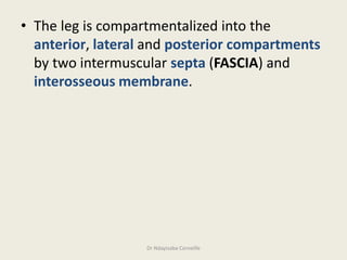The Leg.pptx