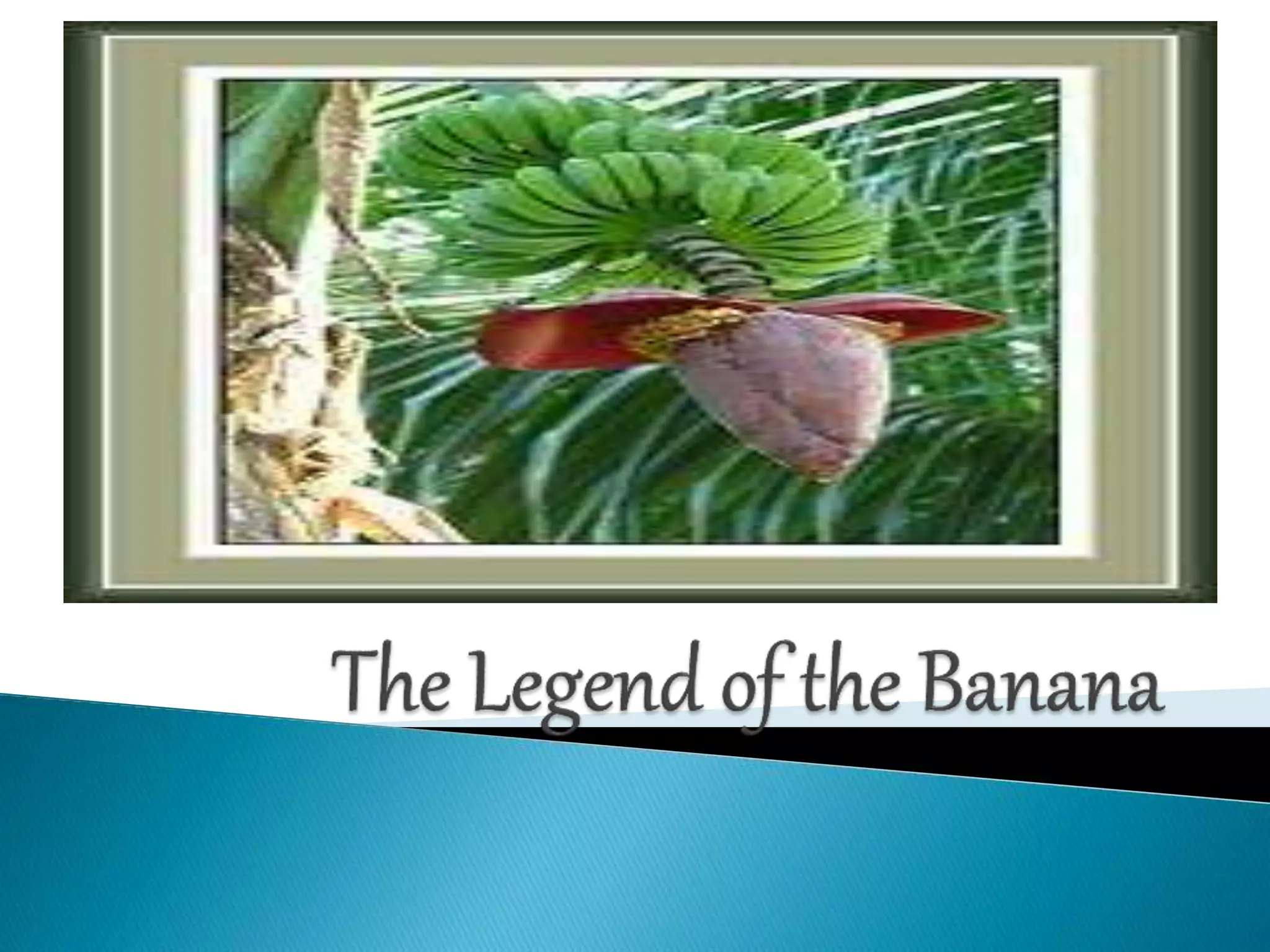 The legend of the banana | PPTX