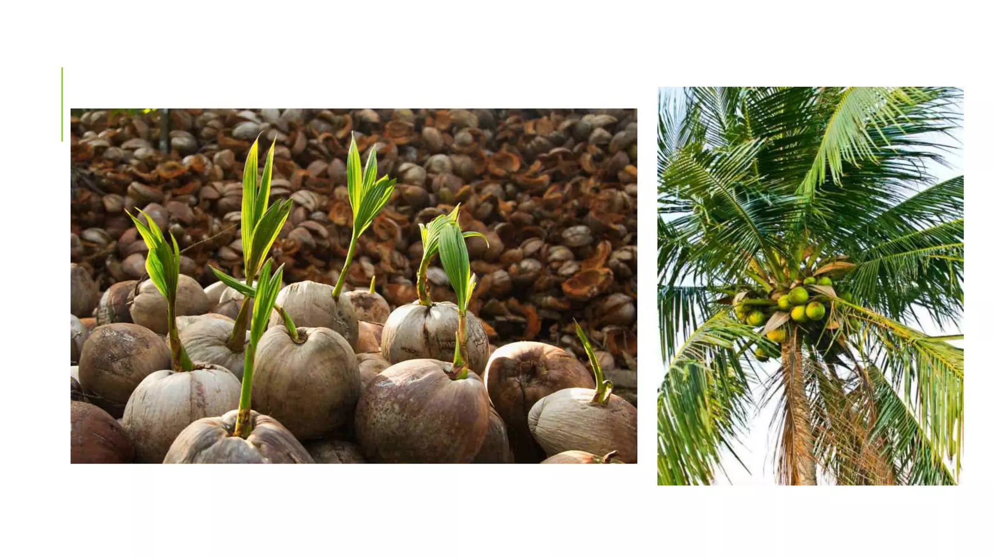 The legend of the coconut | PPTX