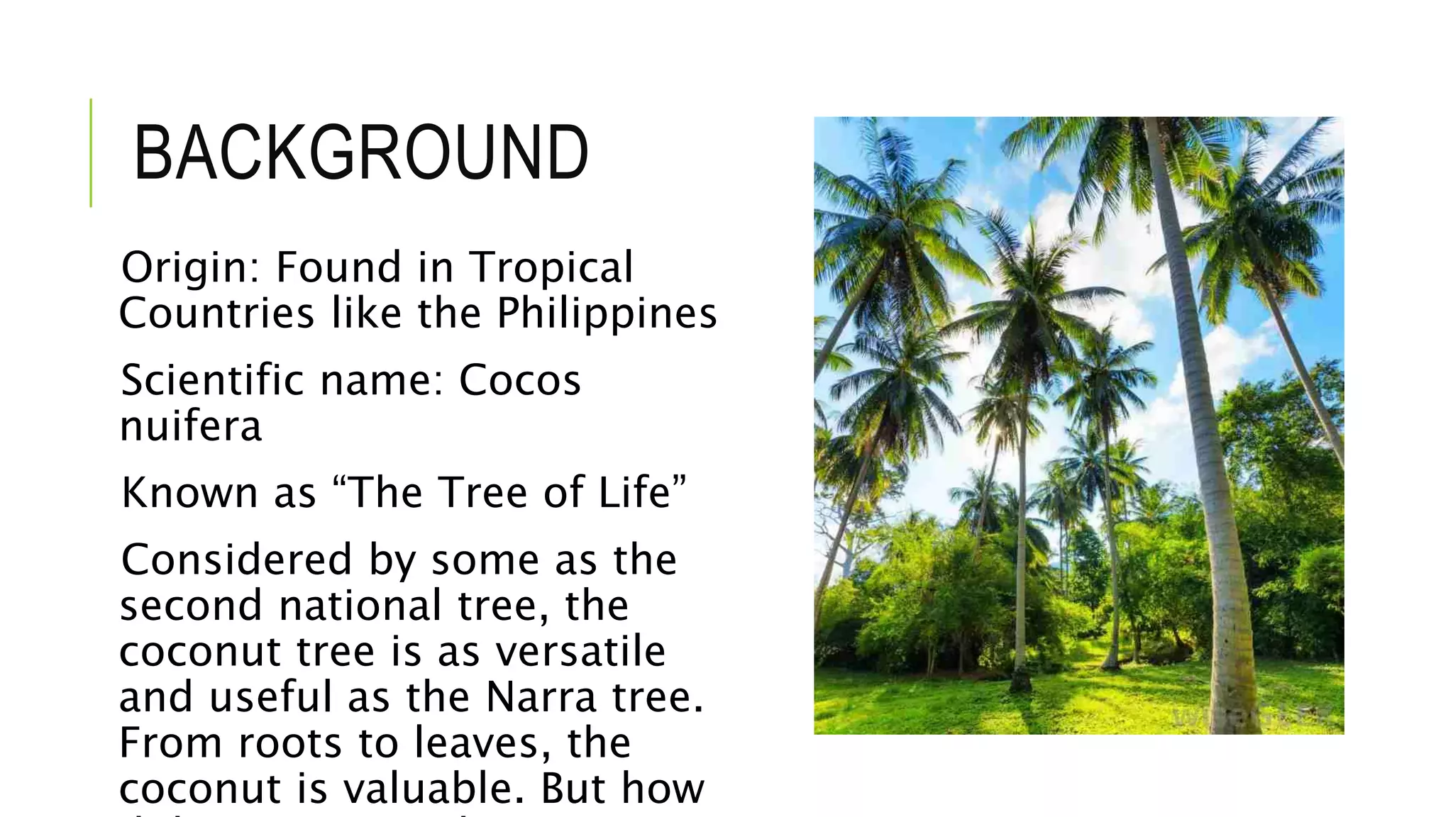 The legend of the coconut | PPTX