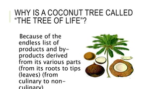 The legend of the coconut | PPTX