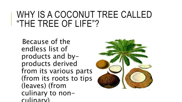 The legend of the coconut | PPTX