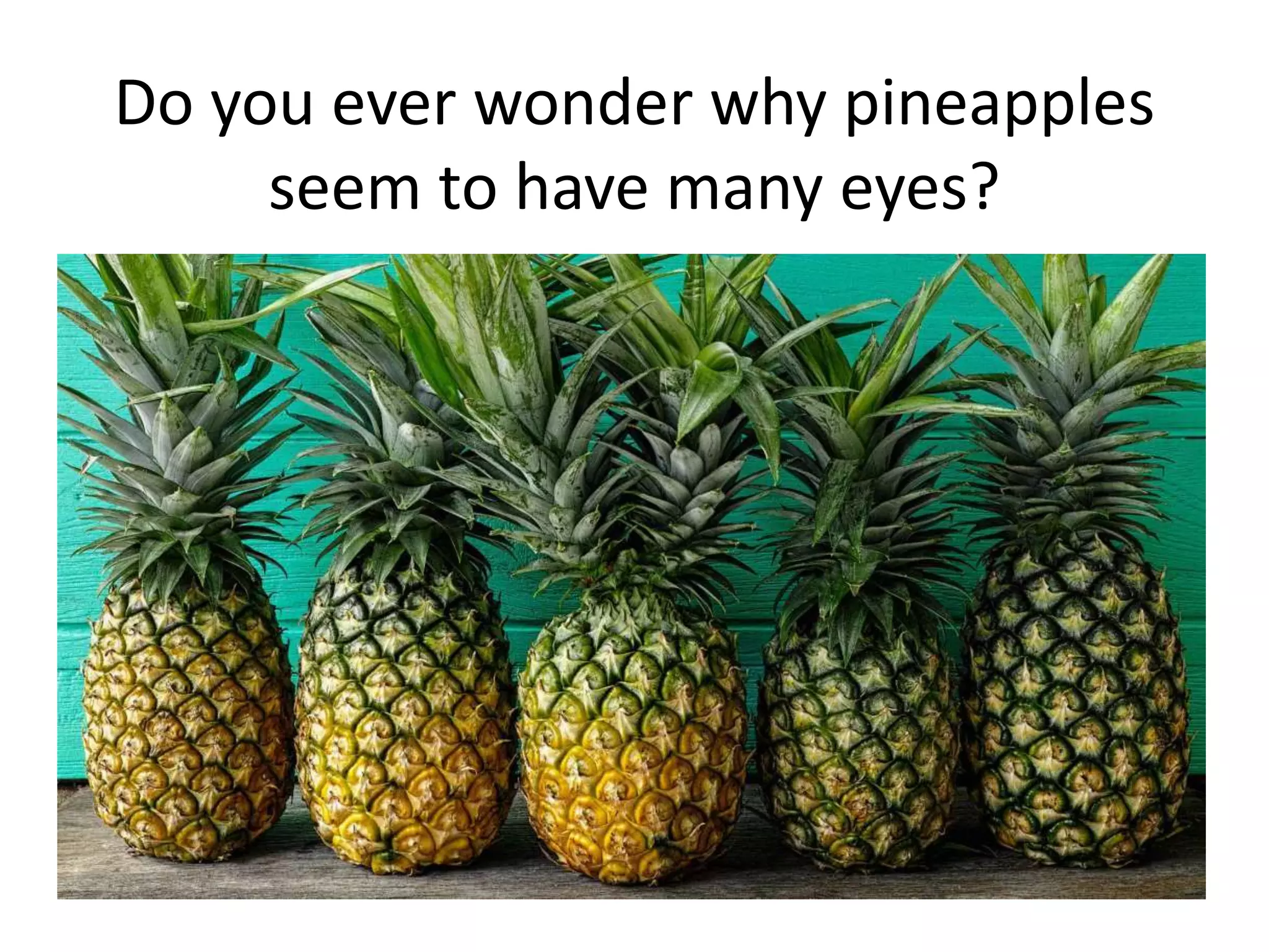 The legend of the pineapple | PPTX