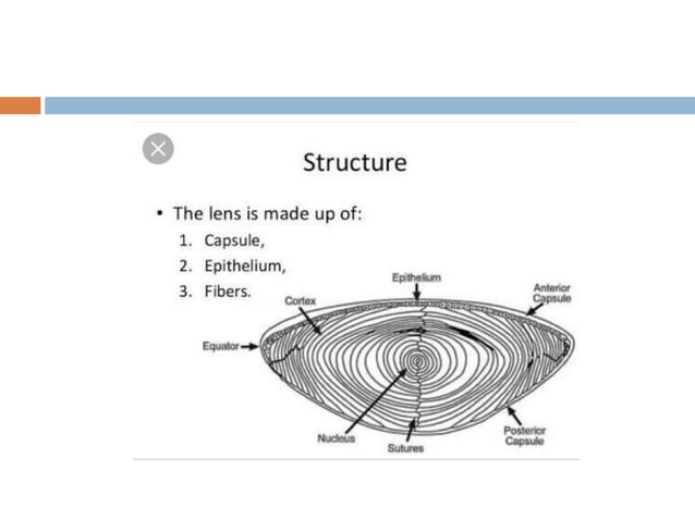 Human lens and cataract | PPT