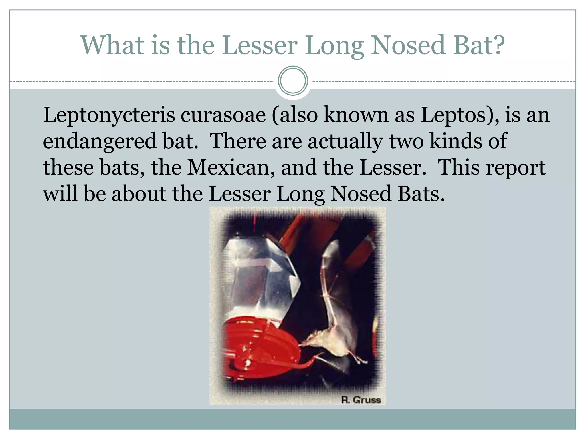 The lesser long nosed bat report | PPT