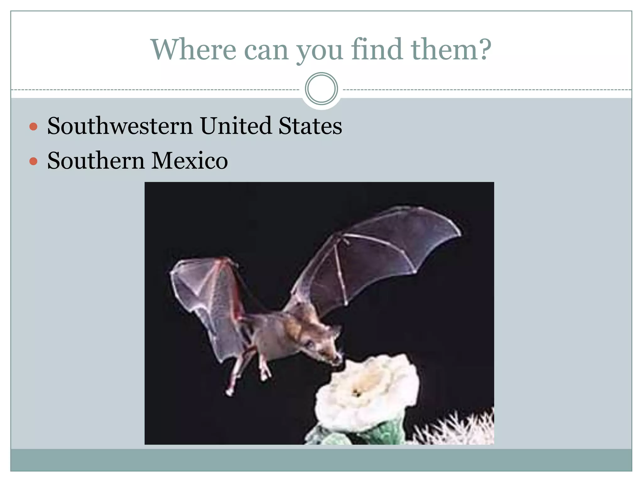 The lesser long nosed bat report | PPT