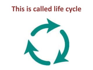 The life cycle | PPTX