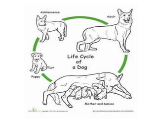 The life cycle | PPTX