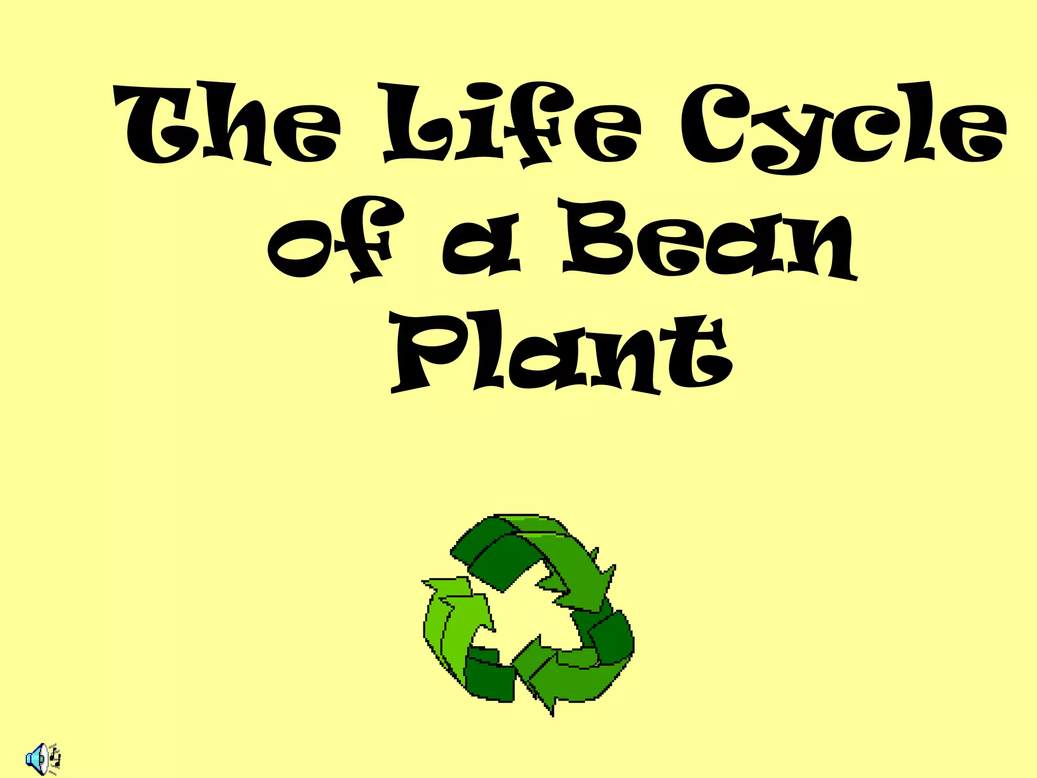 The life cycle of a bean plant (science) | PPT