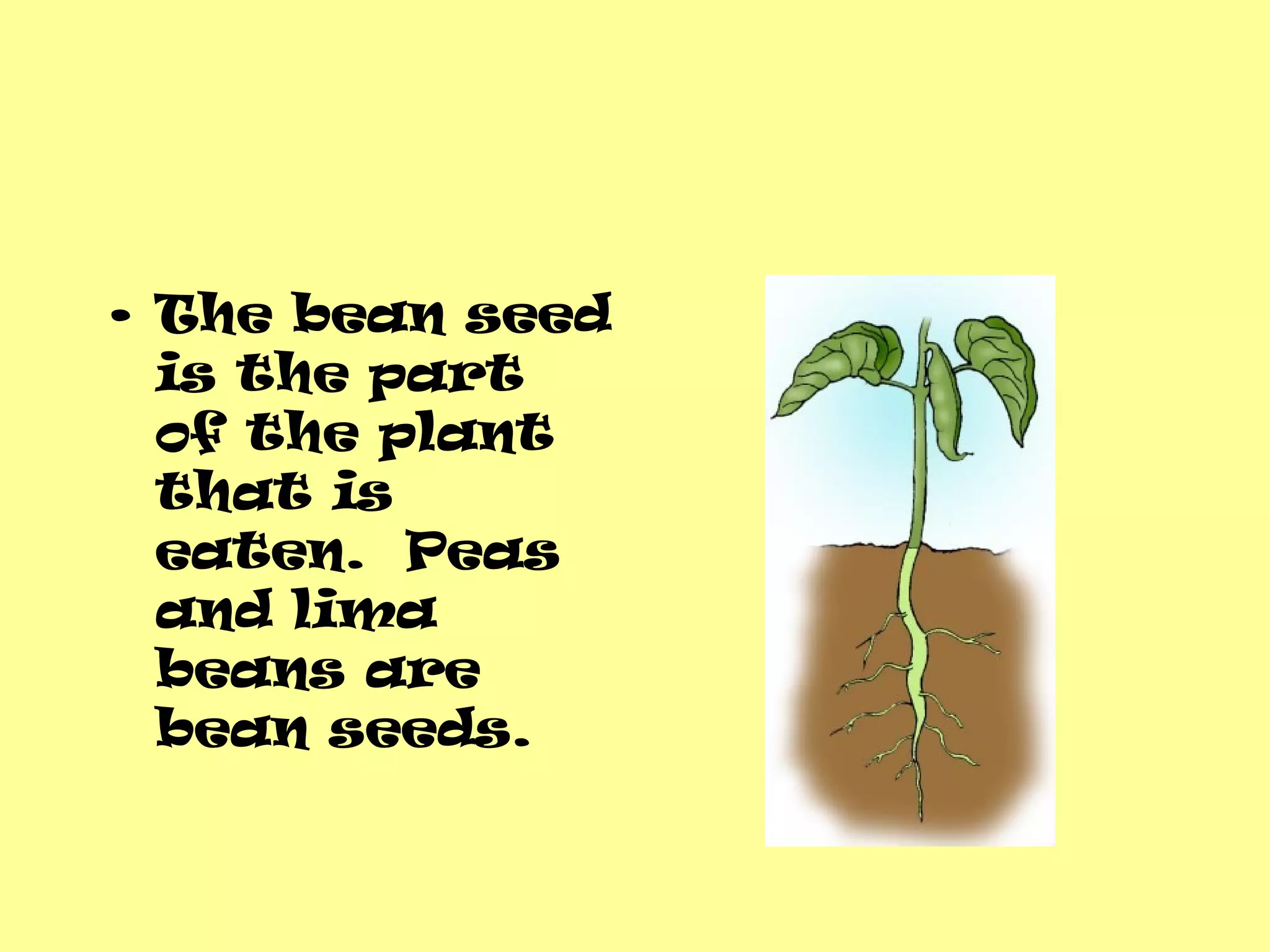 The life cycle of a bean plant (science) | PPT | Gardening | Home & Garden