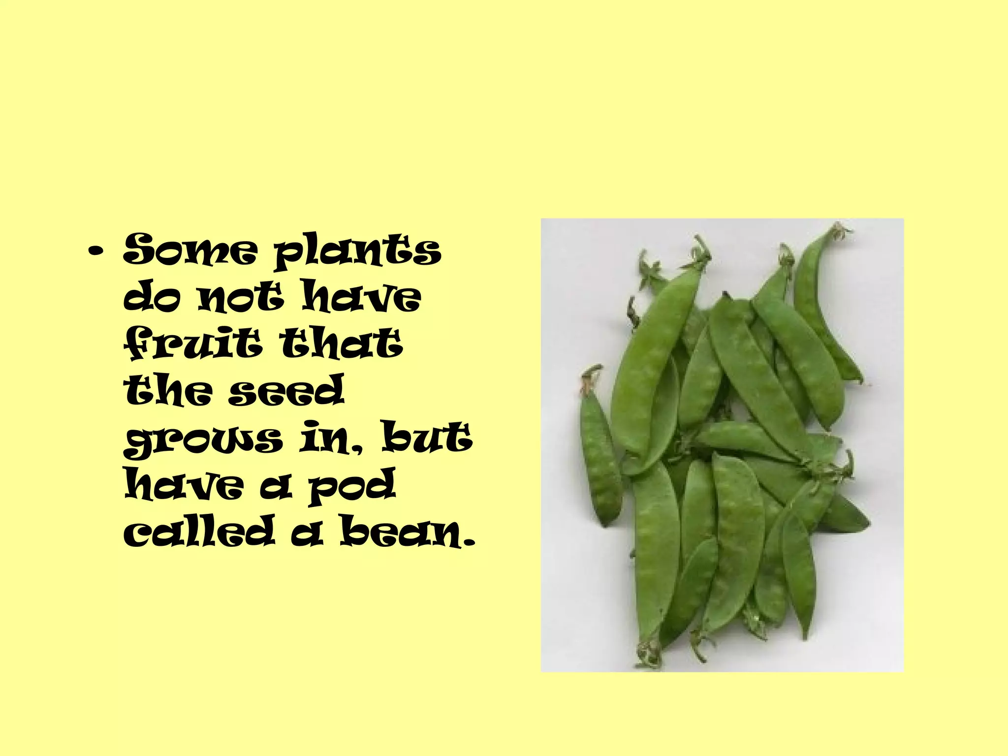The life cycle of a bean plant (science) | PPT