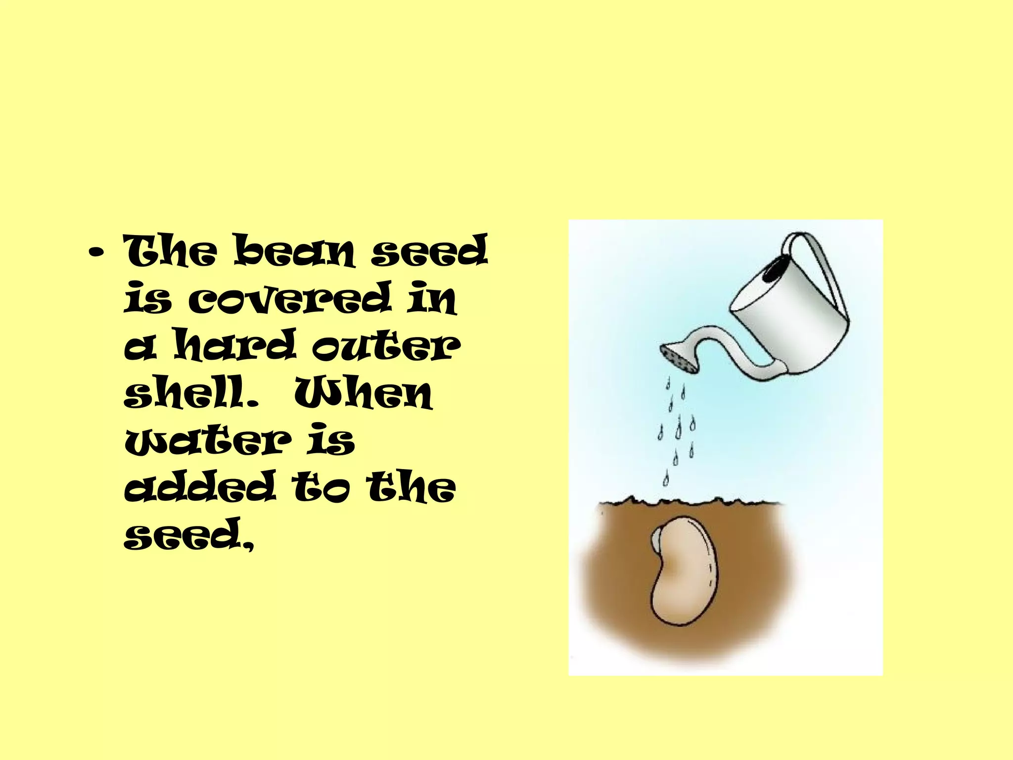 The life cycle of a bean plant (science) | PPT