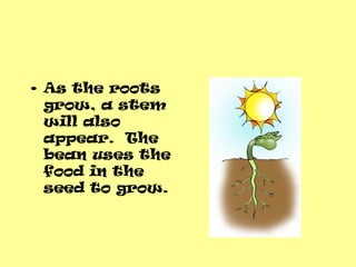 The life cycle of a bean plant (science) | PPT