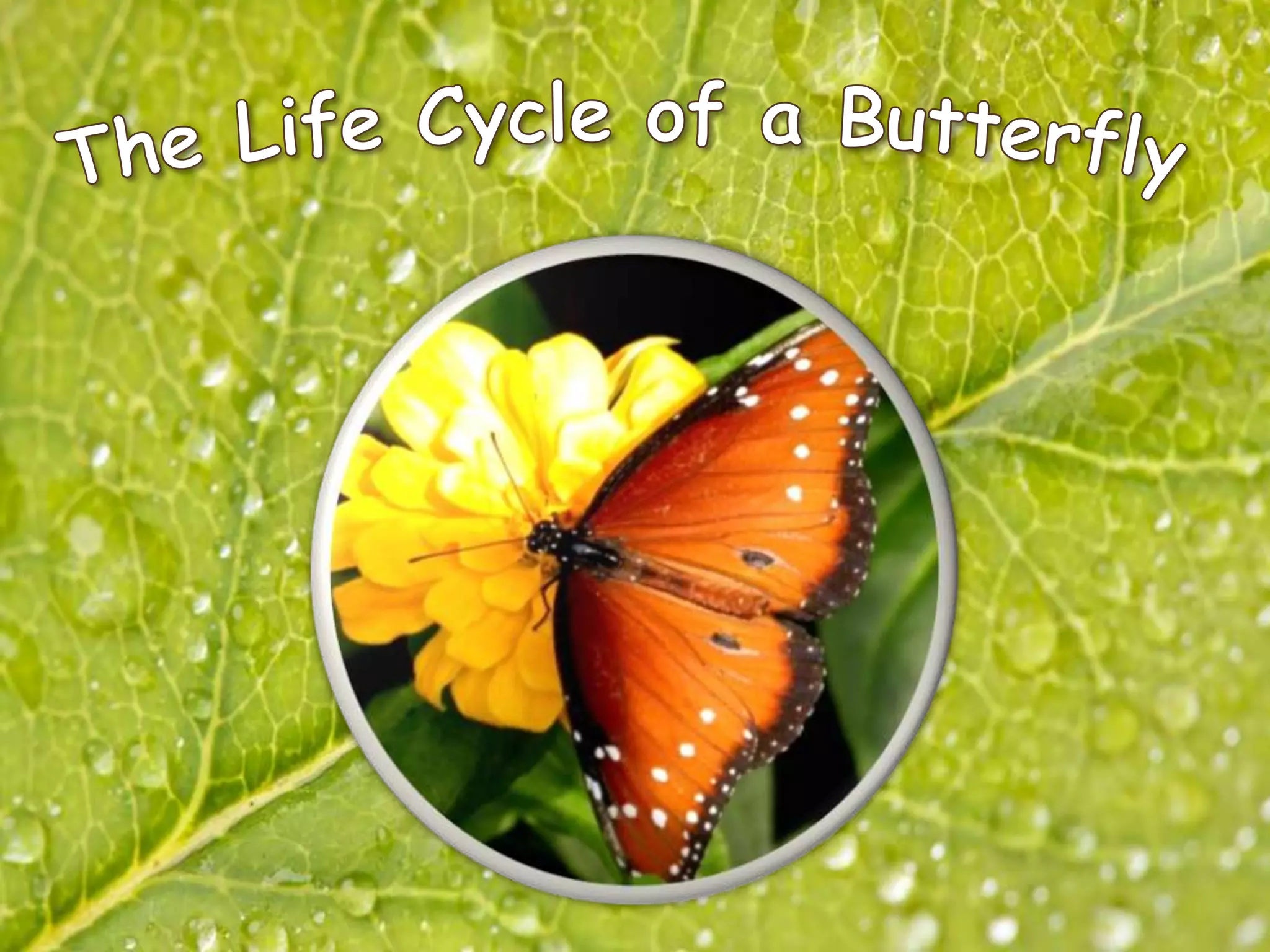The Life Cycle Of A Butterfly | PPT