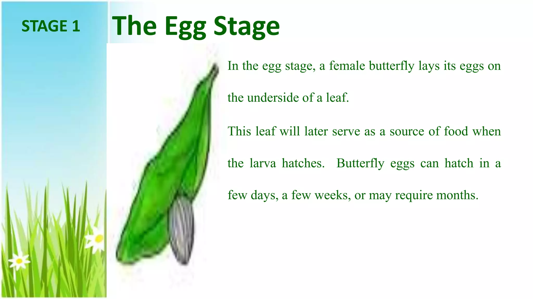 The life cycle of a butterfly | PPTX