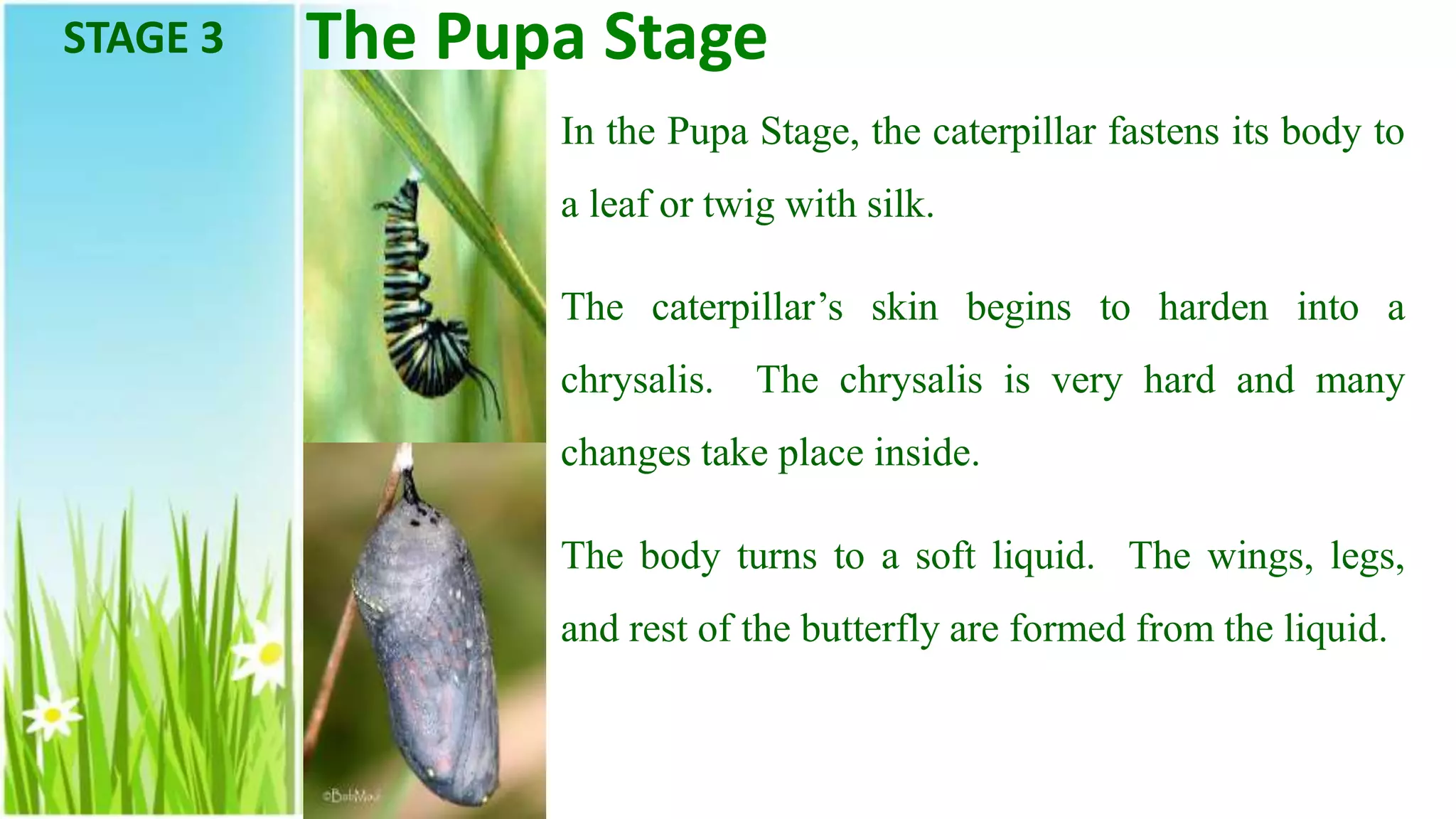 The life cycle of a butterfly | PPTX