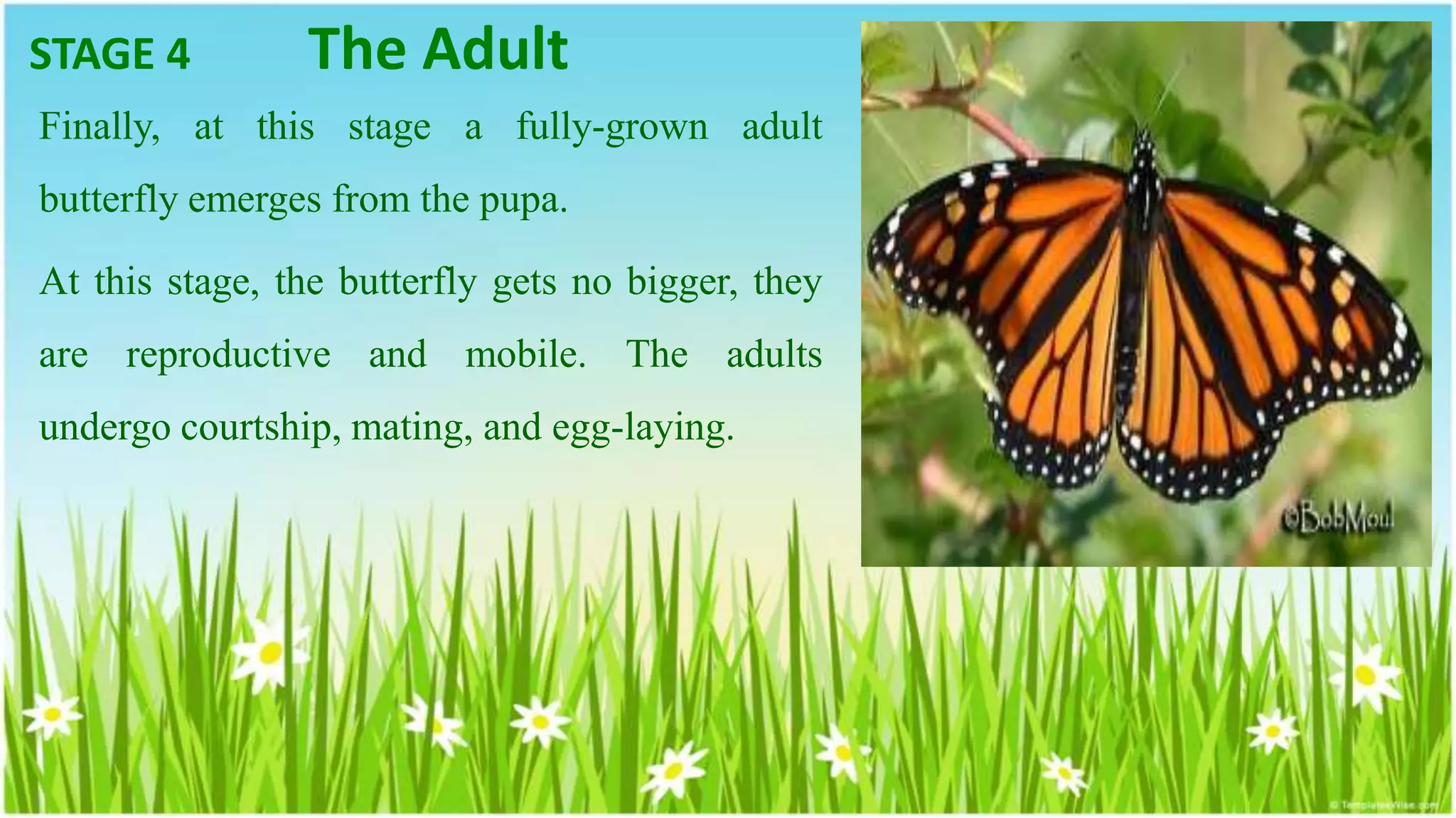 The life cycle of a butterfly | PPTX