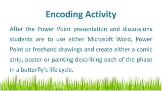 The life cycle of a butterfly | PPTX