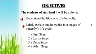 The life cycle of a butterfly | PPTX