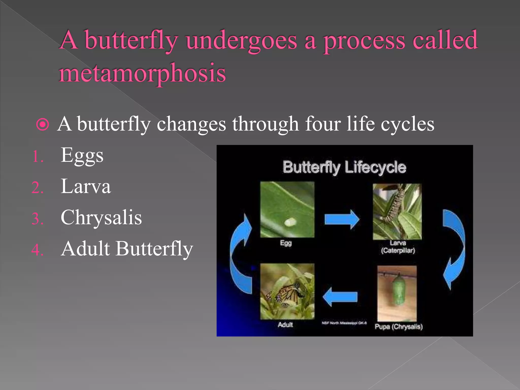 The life cycle of a butterfly bad example | PPTX