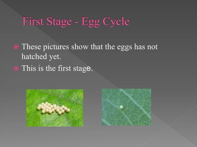 The life cycle of a butterfly bad example | PPTX