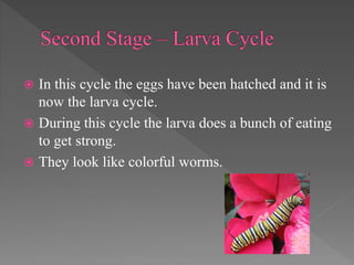The life cycle of a butterfly bad example | PPTX