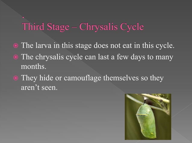 The life cycle of a butterfly bad example | PPTX