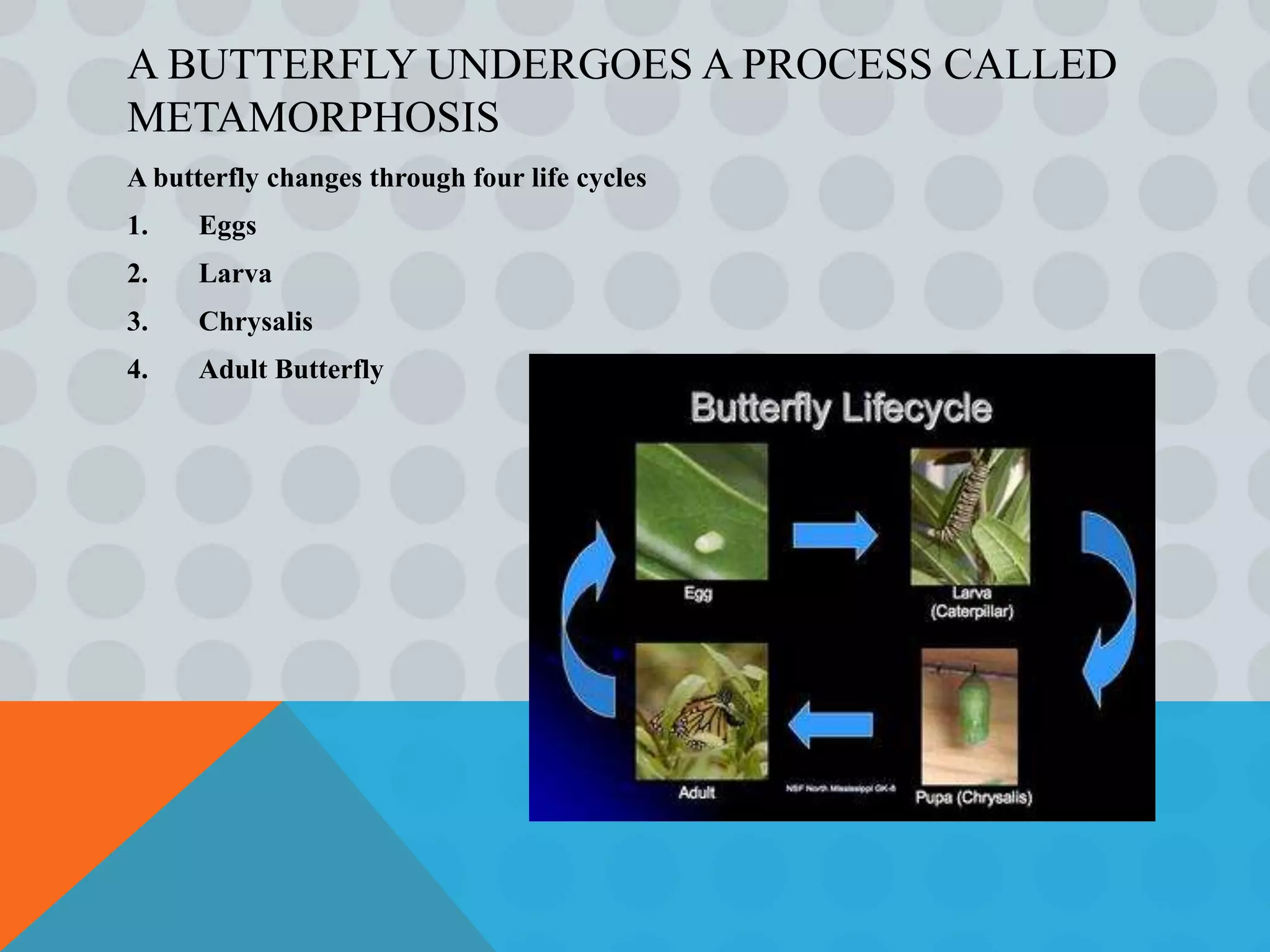 The life cycle of a butterfly bad example | PPTX | Food & Drink