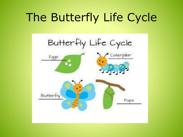 The life cycle of a butterfly good example | PPTX
