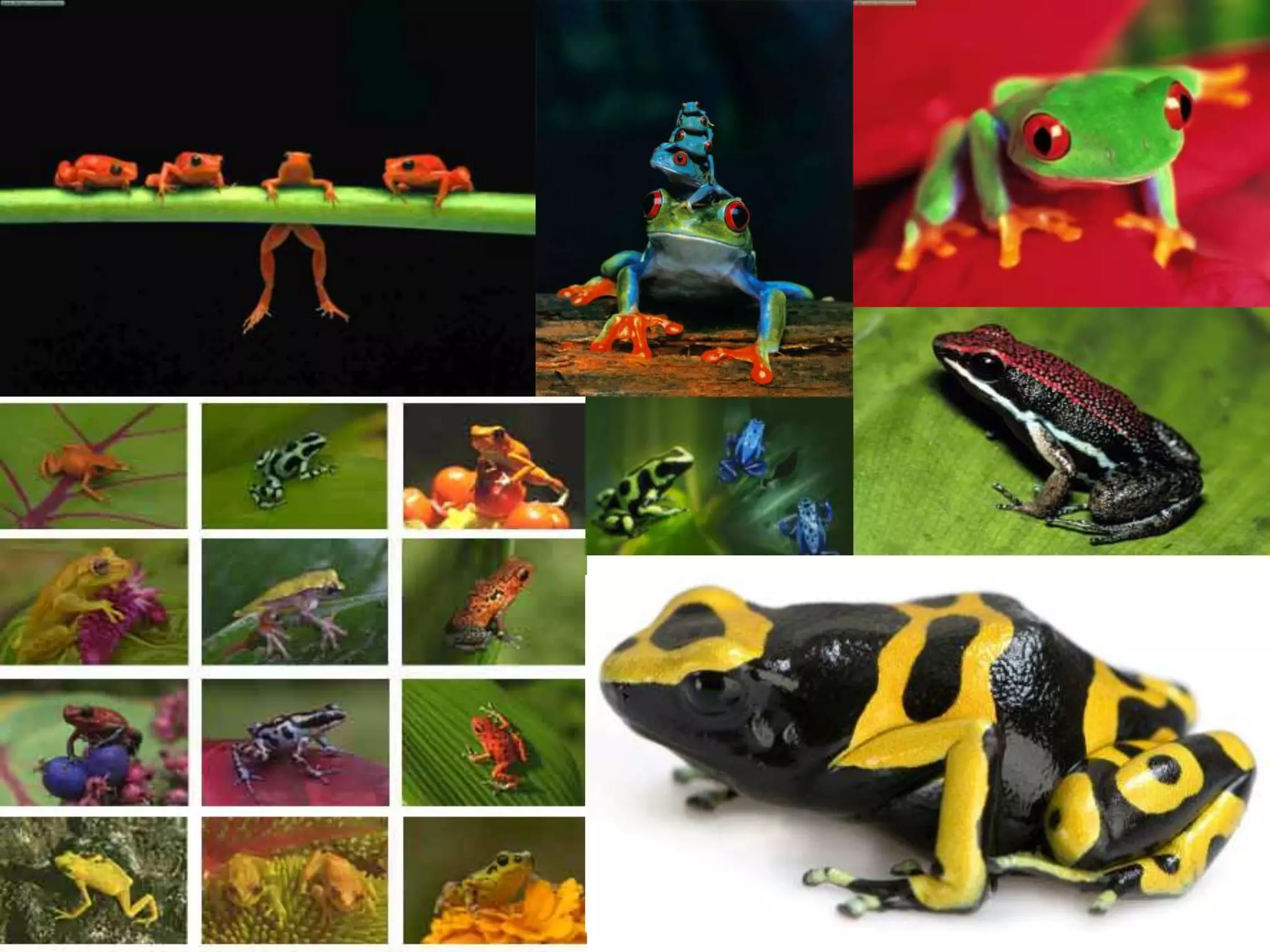 The lifecycle of a frog | PPTX