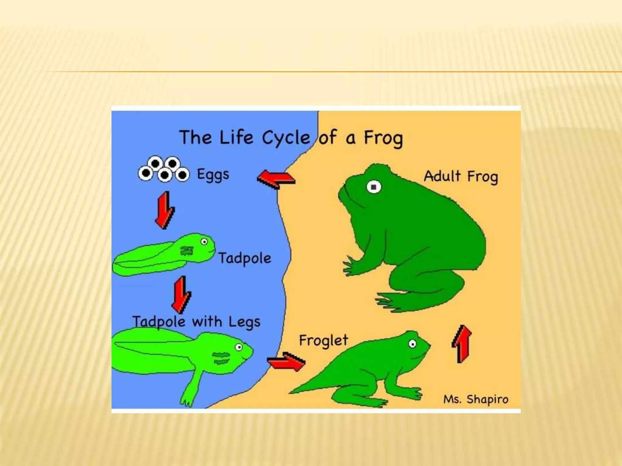 The life cycle of a frog | PPTX | Biological Sciences | Science