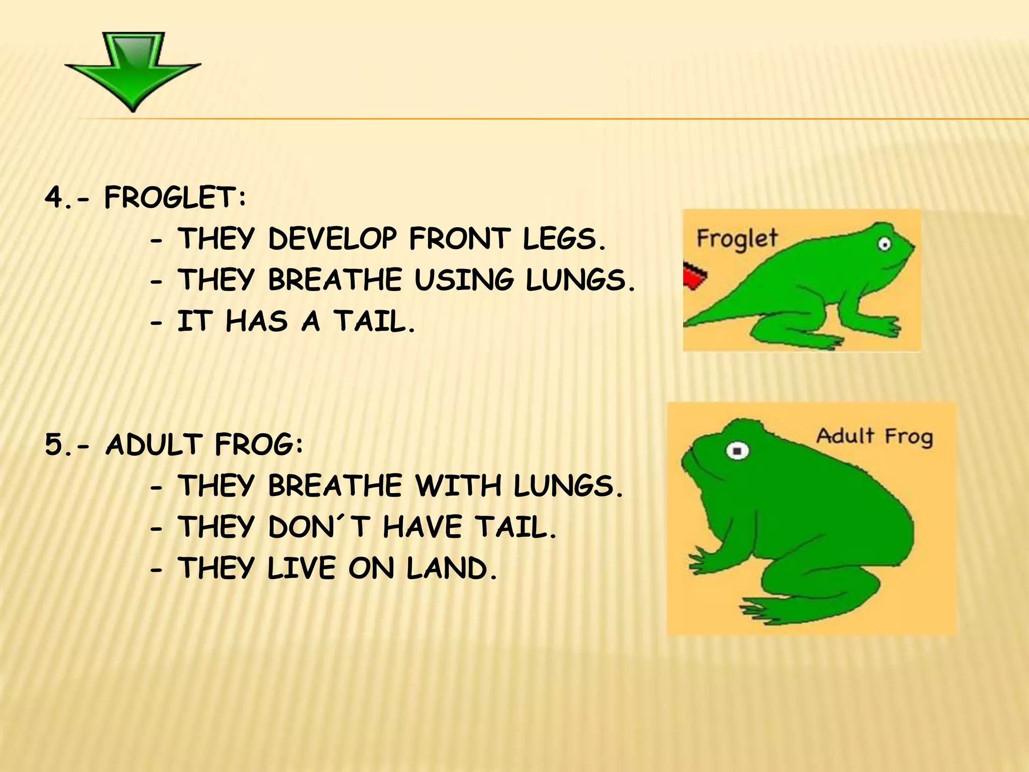 The life cycle of a frog | PPTX