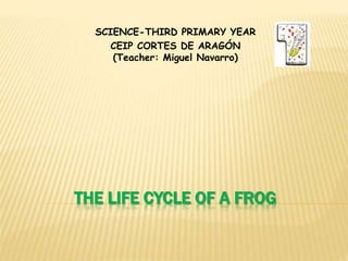 The life cycle of a frog | PPTX