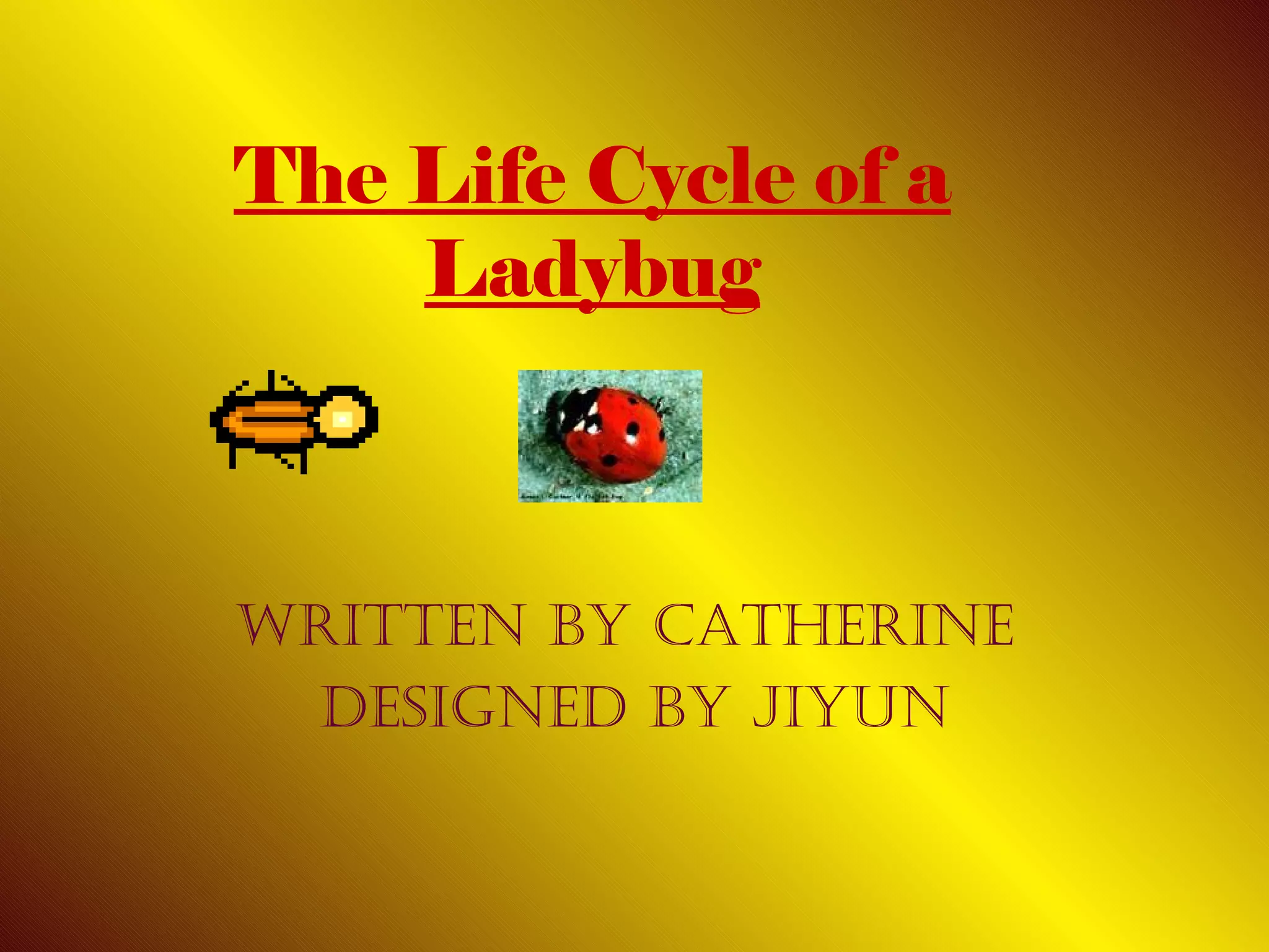 The lifecycle of a ladybug | PPT