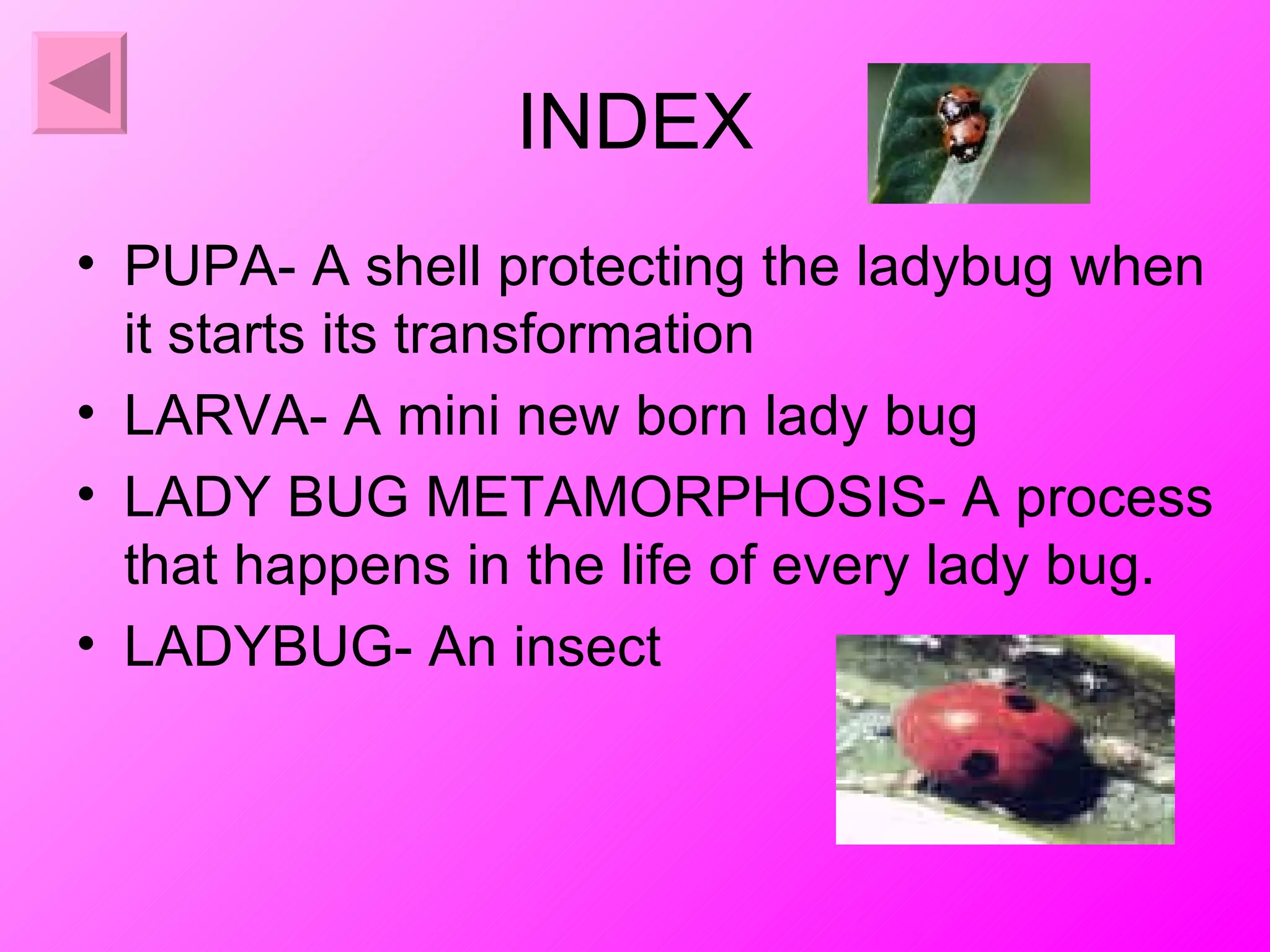 The lifecycle of a ladybug | PPT