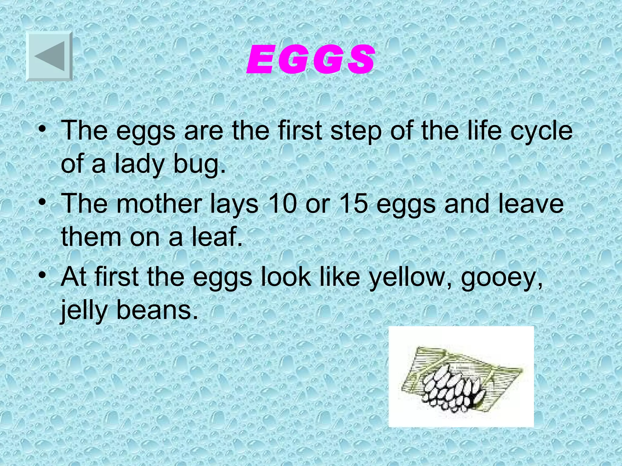 The lifecycle of a ladybug | PPT