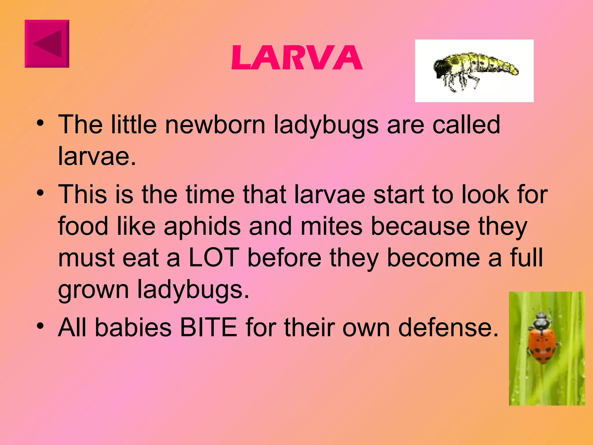 The lifecycle of a ladybug | PPT