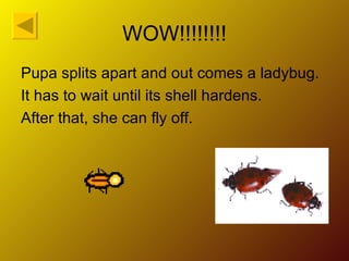 The lifecycle of a ladybug | PPT | Beekeeping | Hobbies & Interests