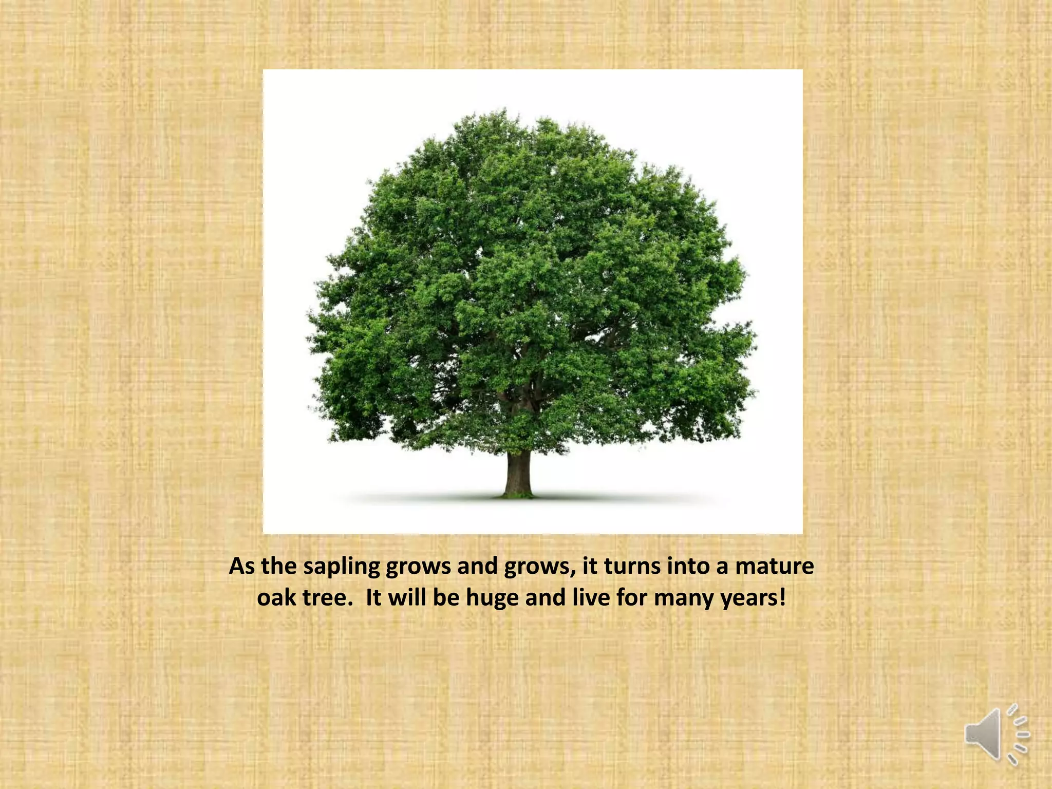 The life cycle of an oak tree | PPTX