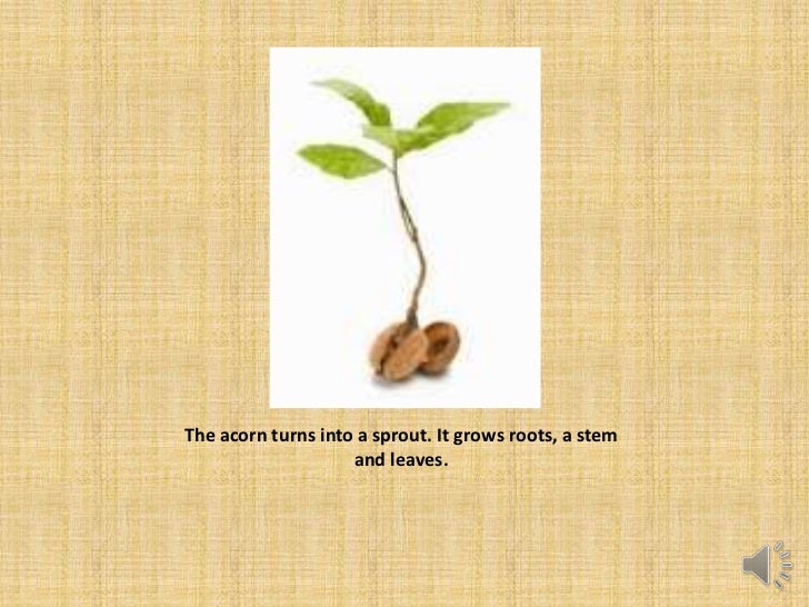 Acorn tree life cycle - Waschoices
