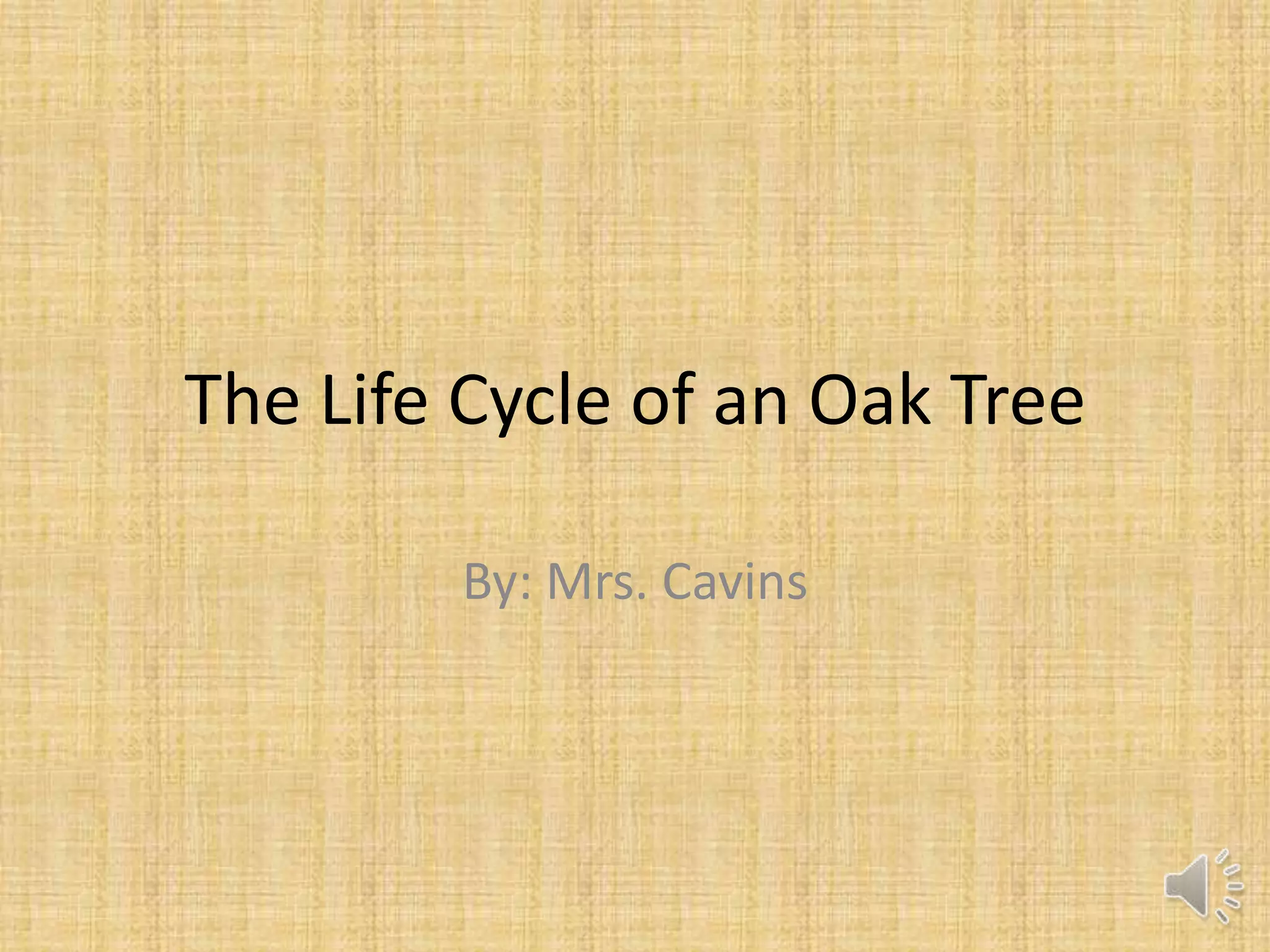 The life cycle of an oak tree | PPTX