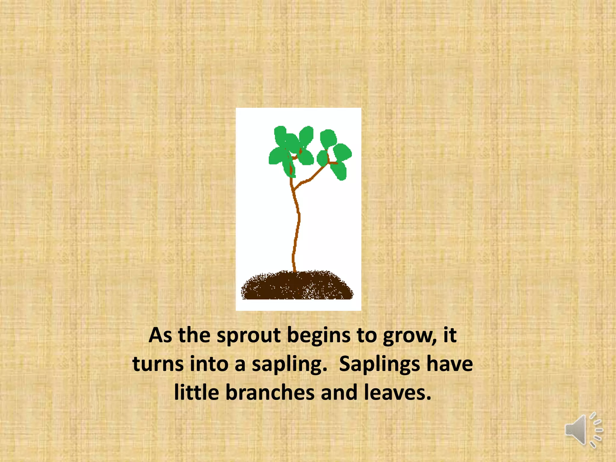 The life cycle of an oak tree | PPTX