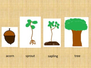 The life cycle of an oak tree | PPTX